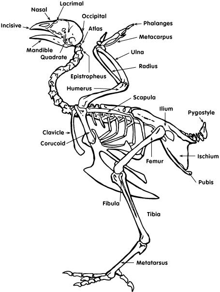 Animal Science Chicken Dissection: Skeleton and Bone