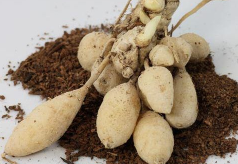 Nama Latin Temu Putih