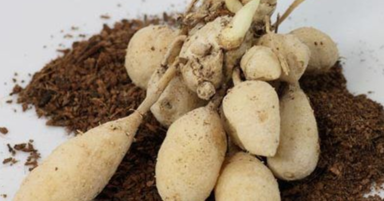 Nama Latin Temu Putih