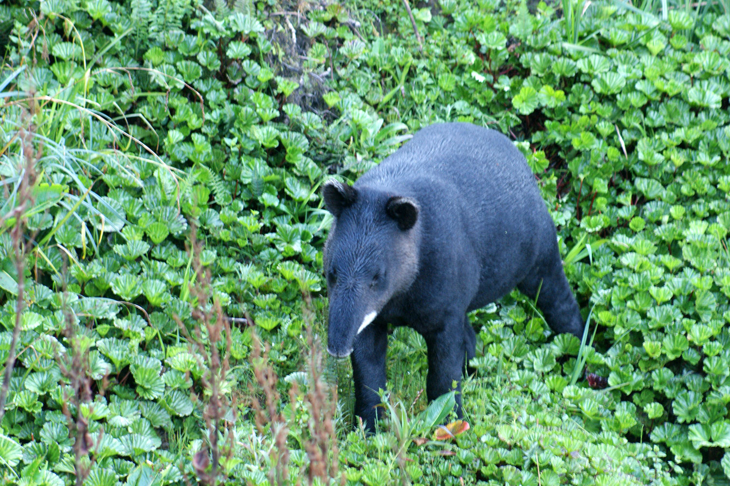 ANPP Animales y Plantas de Perú: Tapir de Altura - Tapirus pinchaque
