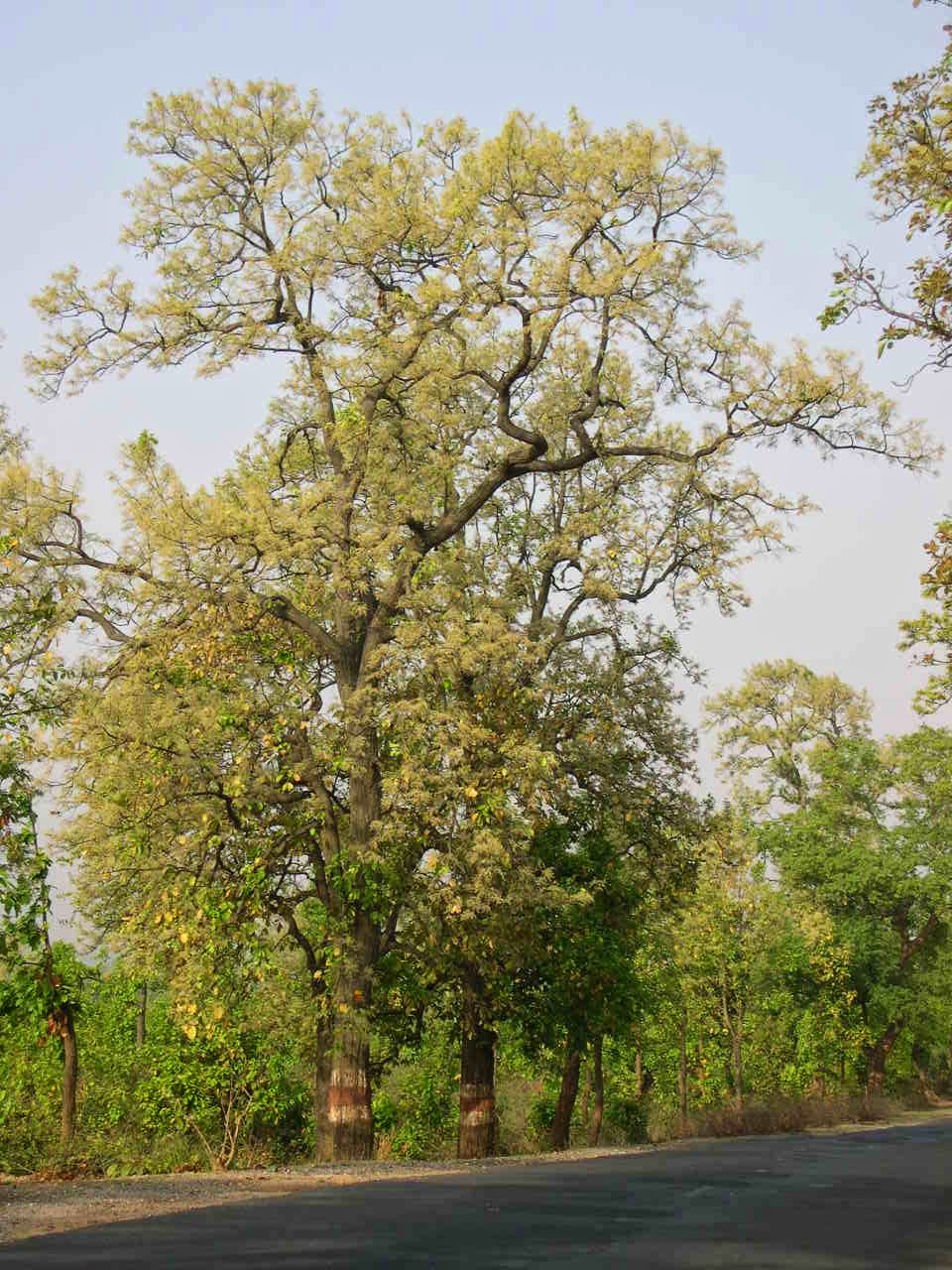 Hazaribagh Landscapes: Bulu Imam's Hazaribagh