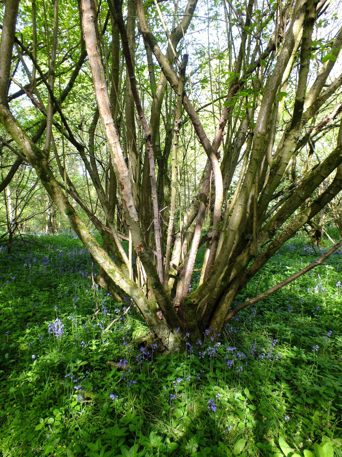 Bushcraft Education : Coppicing
