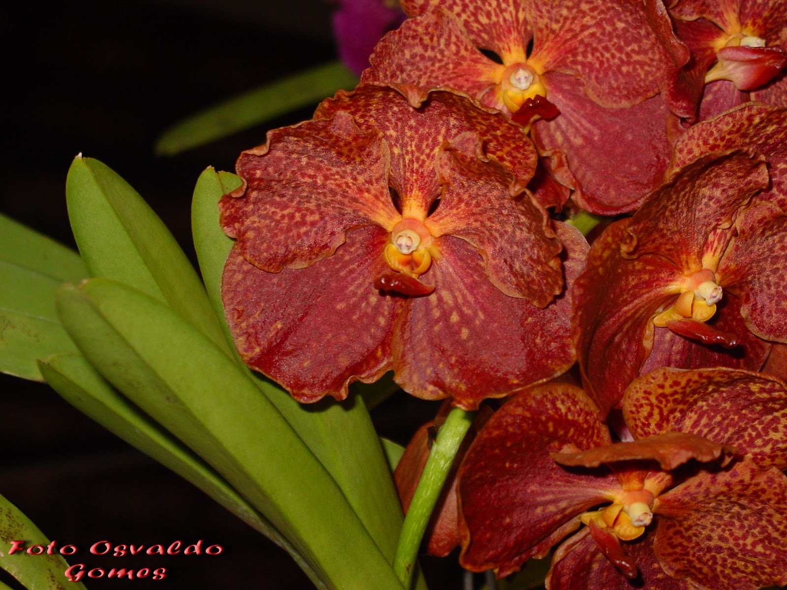 Álbum de Fotos: Fotos de Orquideas