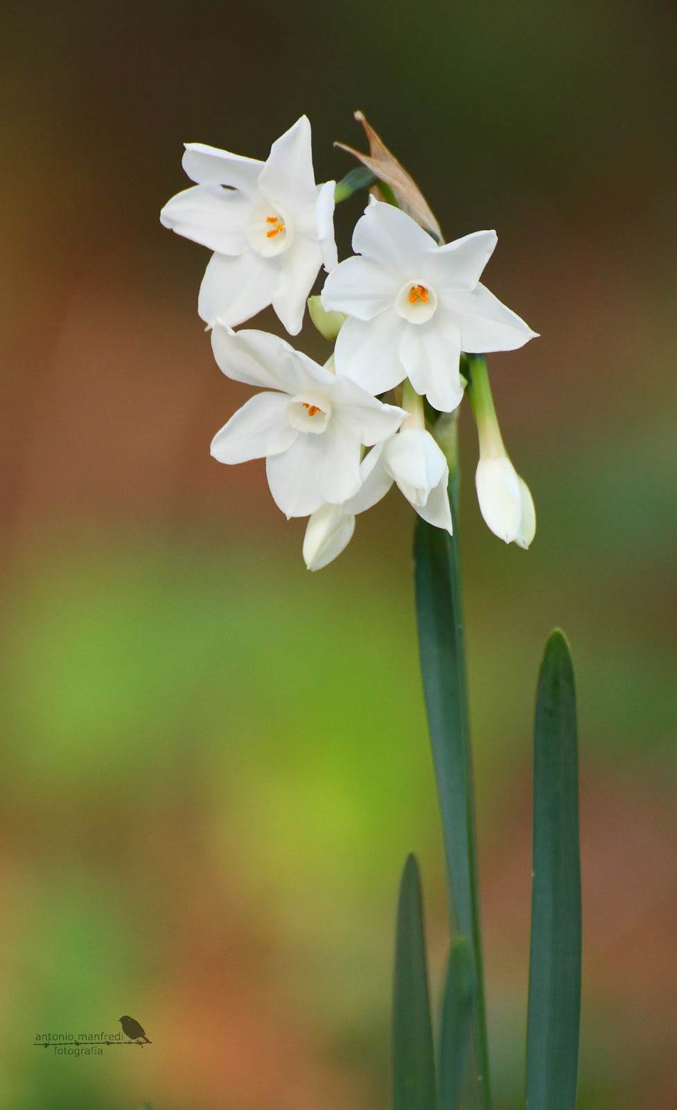 Narciso blanco (Narcissus papyraceus) ~ CON GANAS DE CAMPO