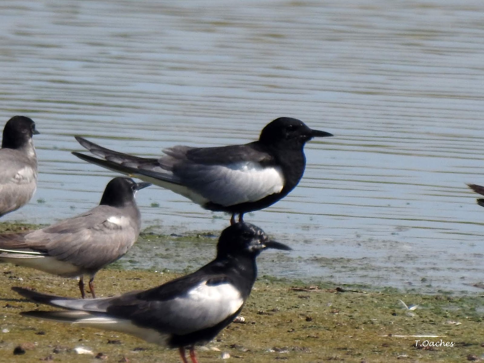 PASARI DIN ROMANIA: CHIRIGHITA CU ARIPI ALBE, Chlidonias leucopterus