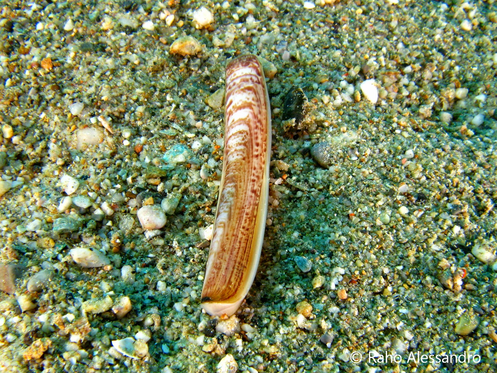 Necton e Plancton: Molluschi: Canolicchio Curvo