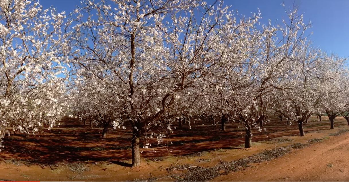 Benefits of Milk Alternatives