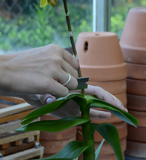 The Orchid Column: Where do I cut my Dendrobium after it blooms?