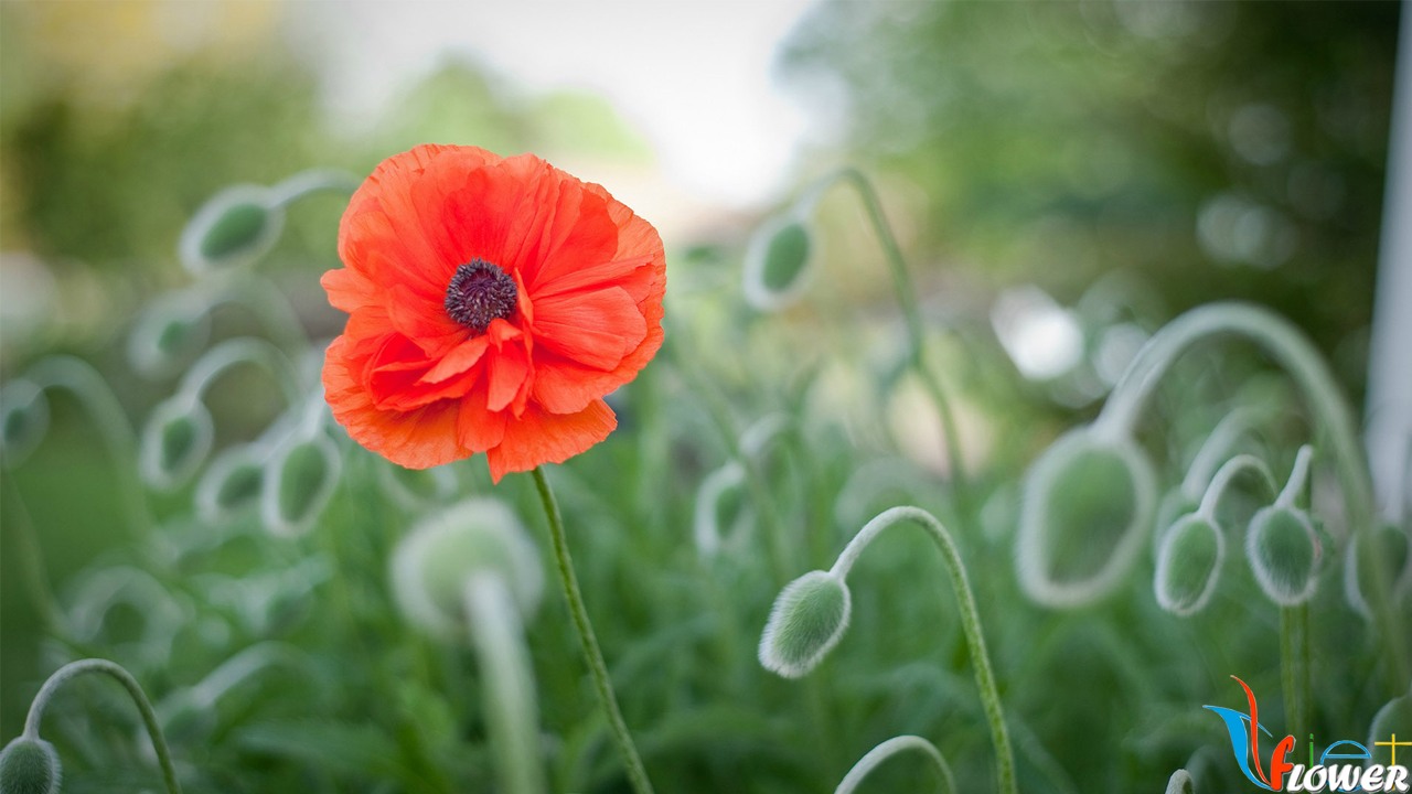 Sự tích hoa Poppy (Anh Túc) - Quinhon11