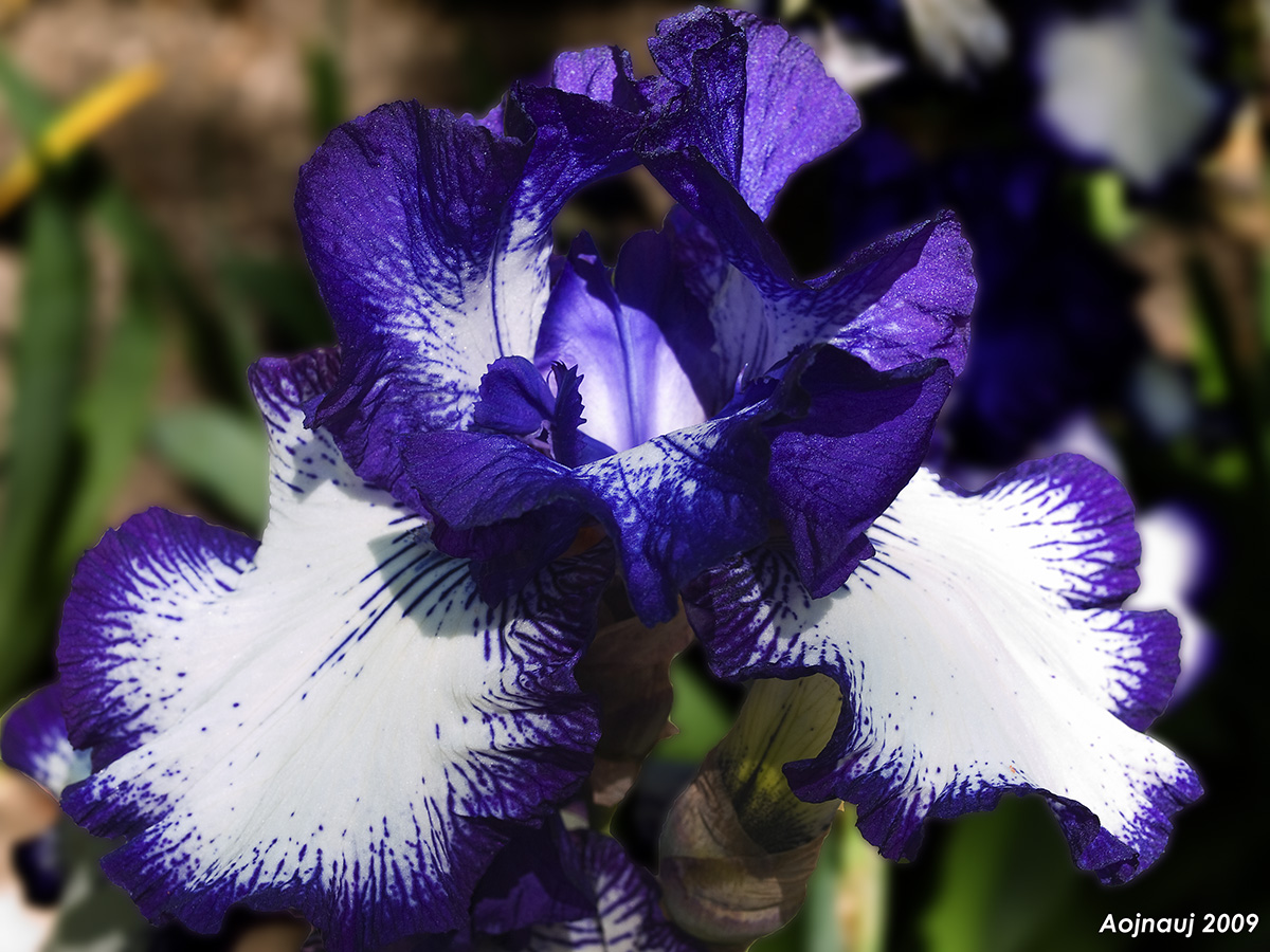 Orquidário OrquivivA: Íris Azul