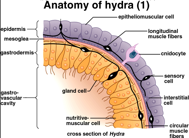 PROFESOR JANO PARA JANOCLASE: ACTIVIDAD CELENTÉREOS RESUELTA - 1º ...