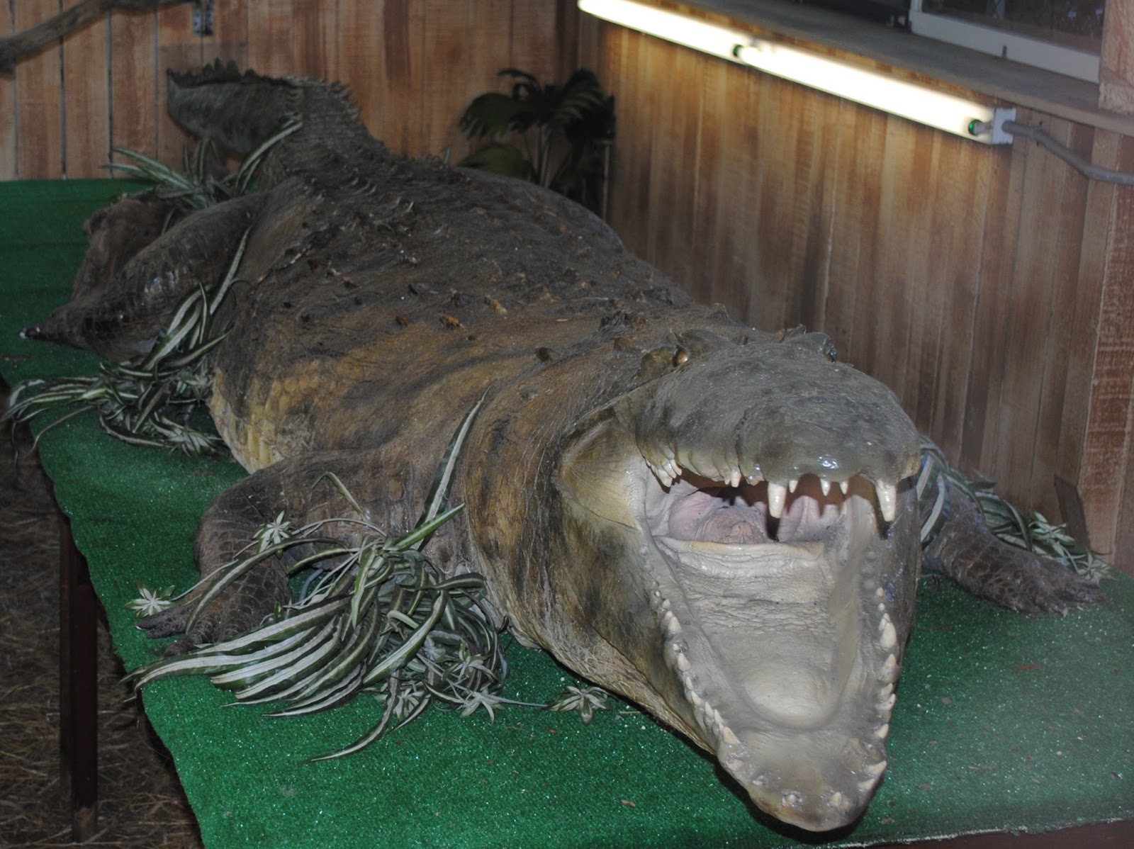 The Carpetbagger: Goodbye to Everglades Wonder Gardens