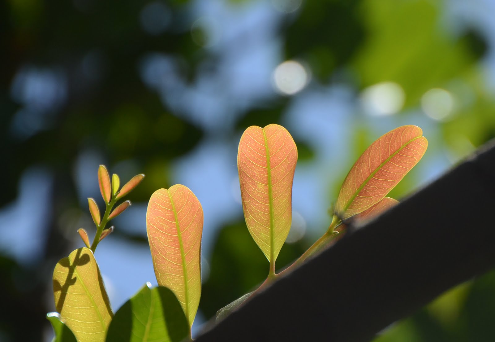 Ambulando Discimus: 6/1/11 - 7/1/11