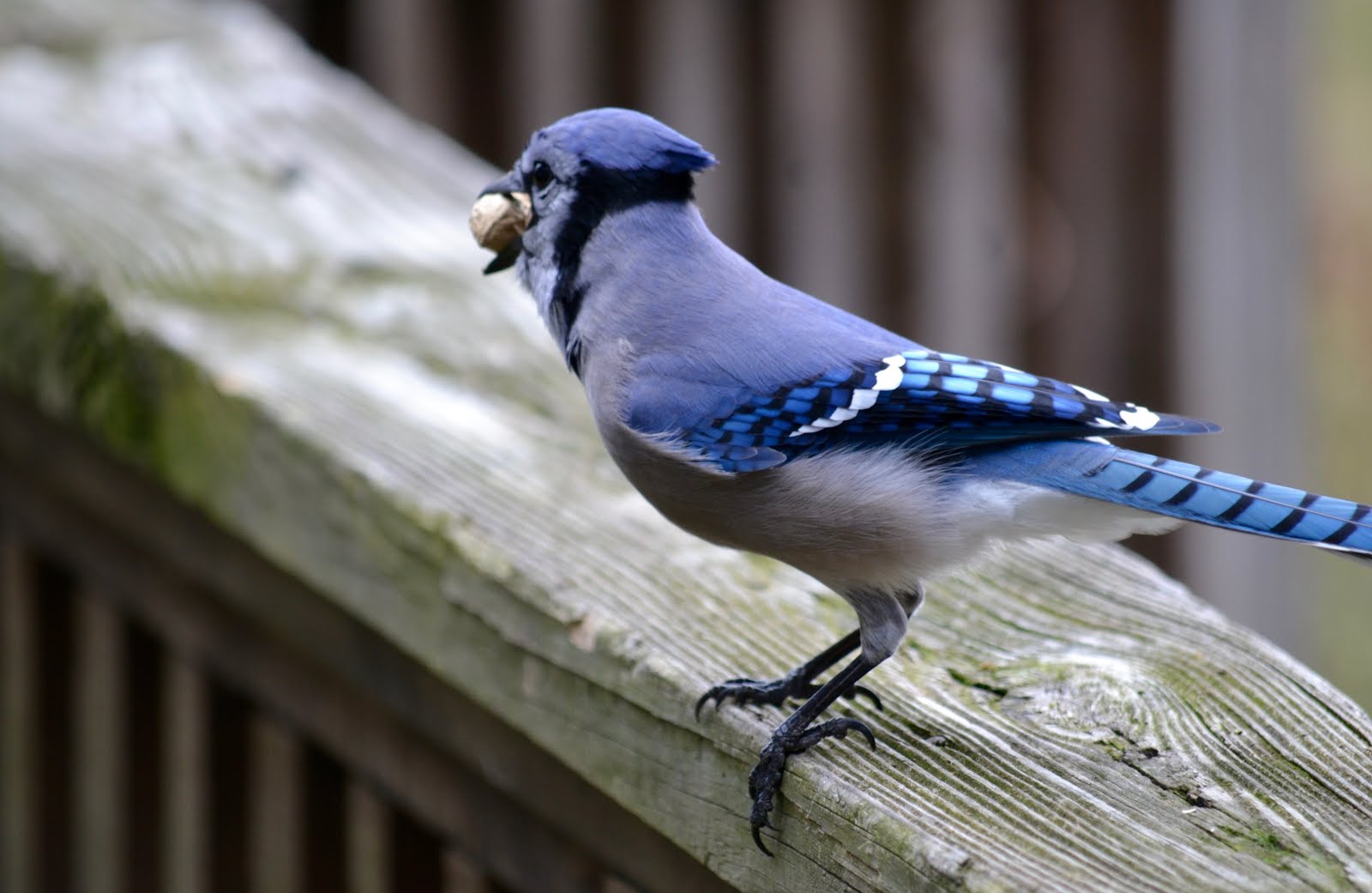 It's All About Purple: Feeding The Jays!!