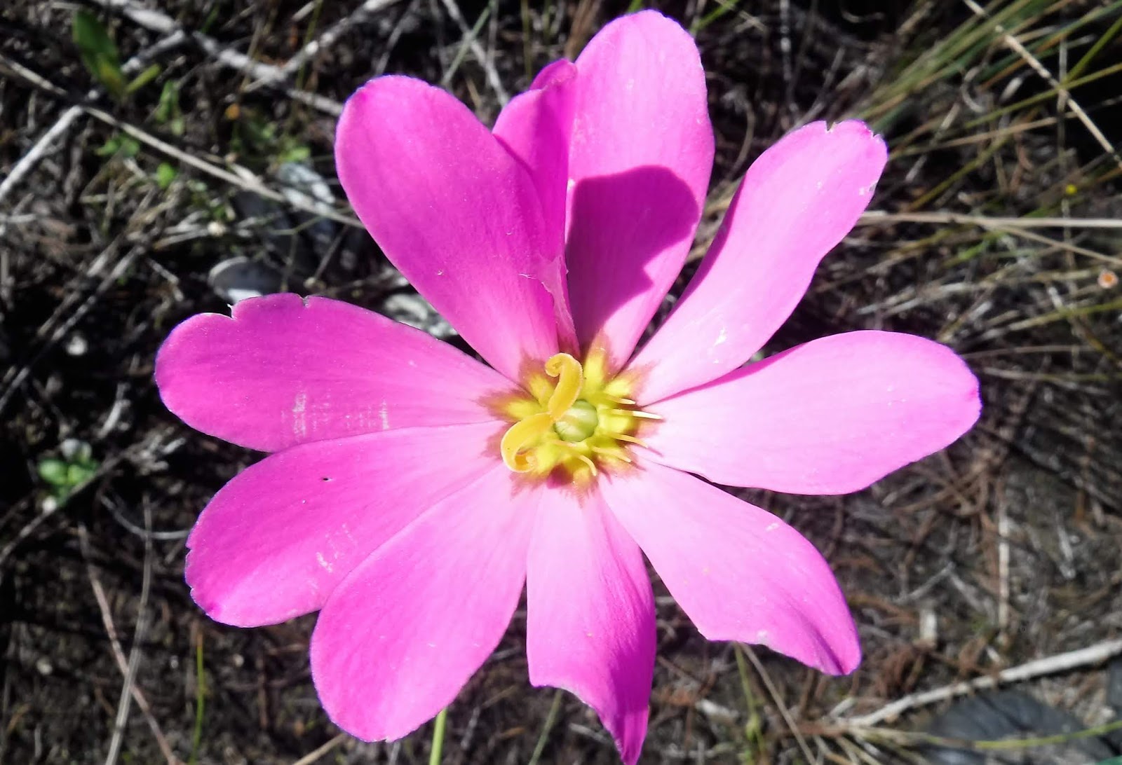 The Botanical Hiker: Emerging from the Black Lagoon