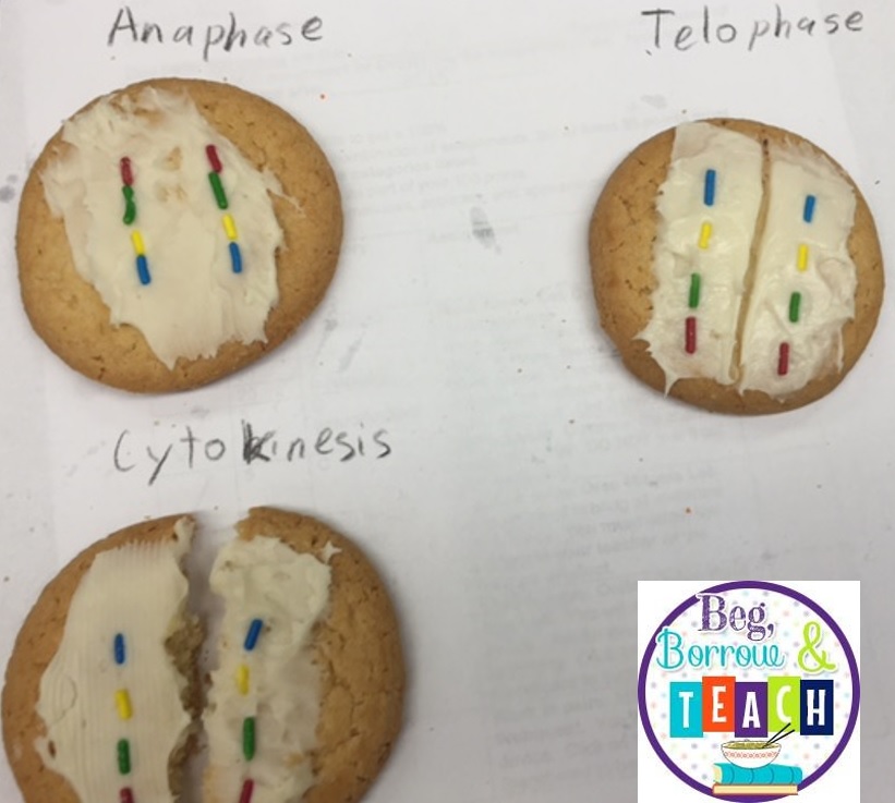 Beg, Borrow, and Teach!: Using Sweets to Teach Mitosis and Meiosis