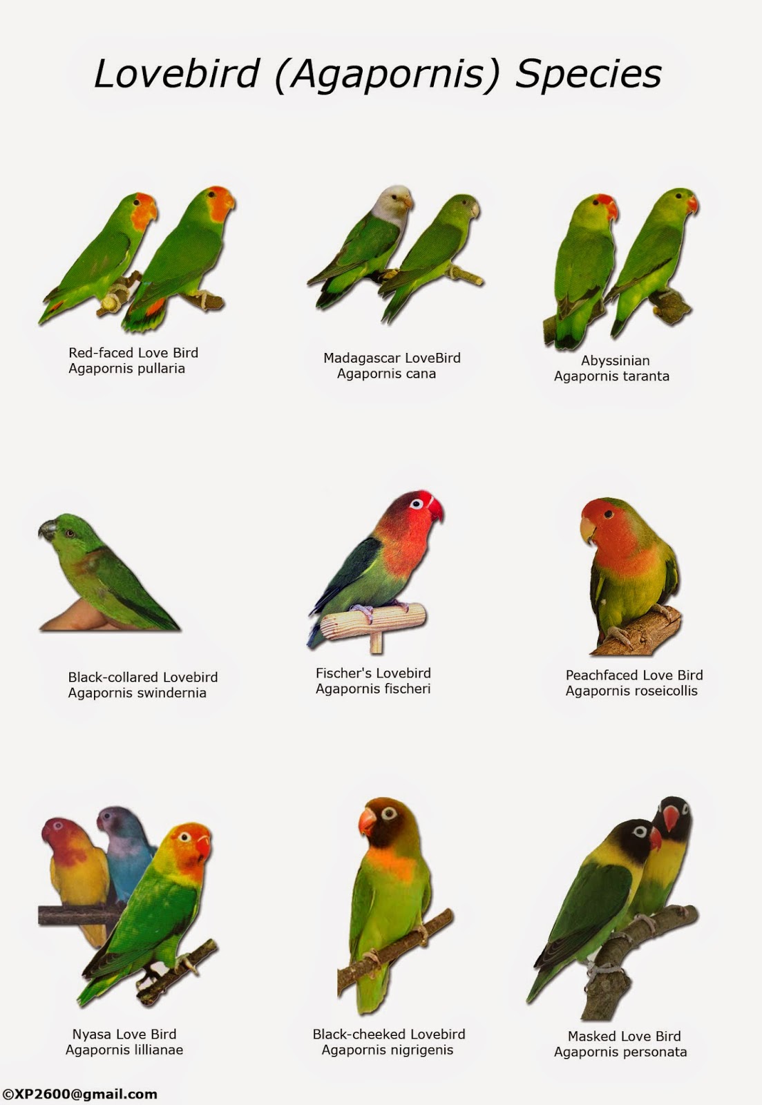 Ino Gene Lovebirds Info ino-gene-lovebirds-info