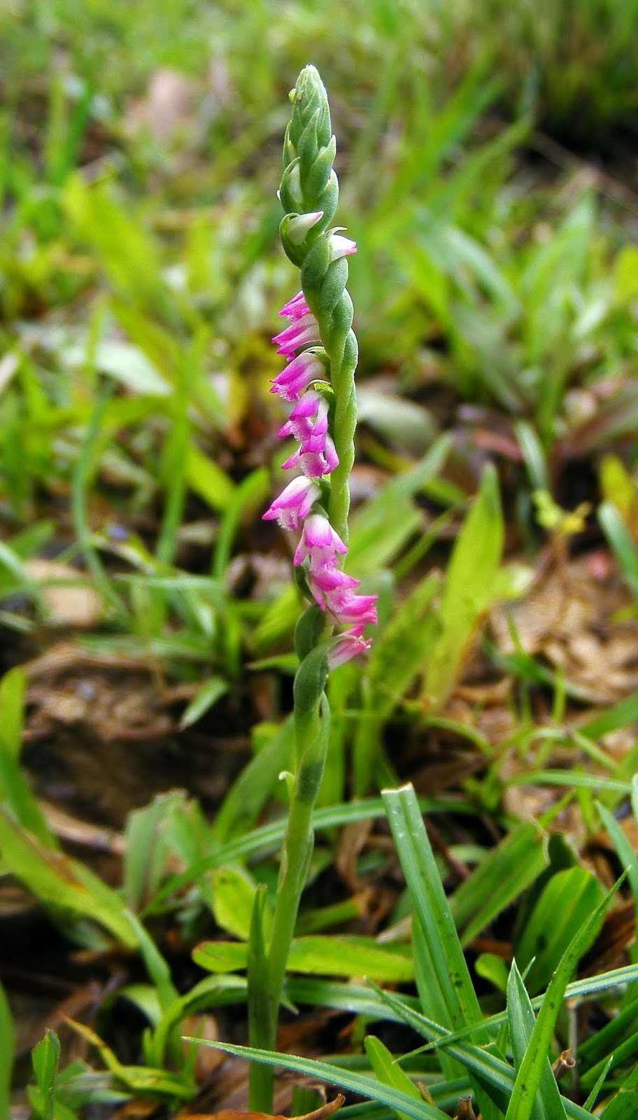 An orchid weed: Spiranthes sinensis