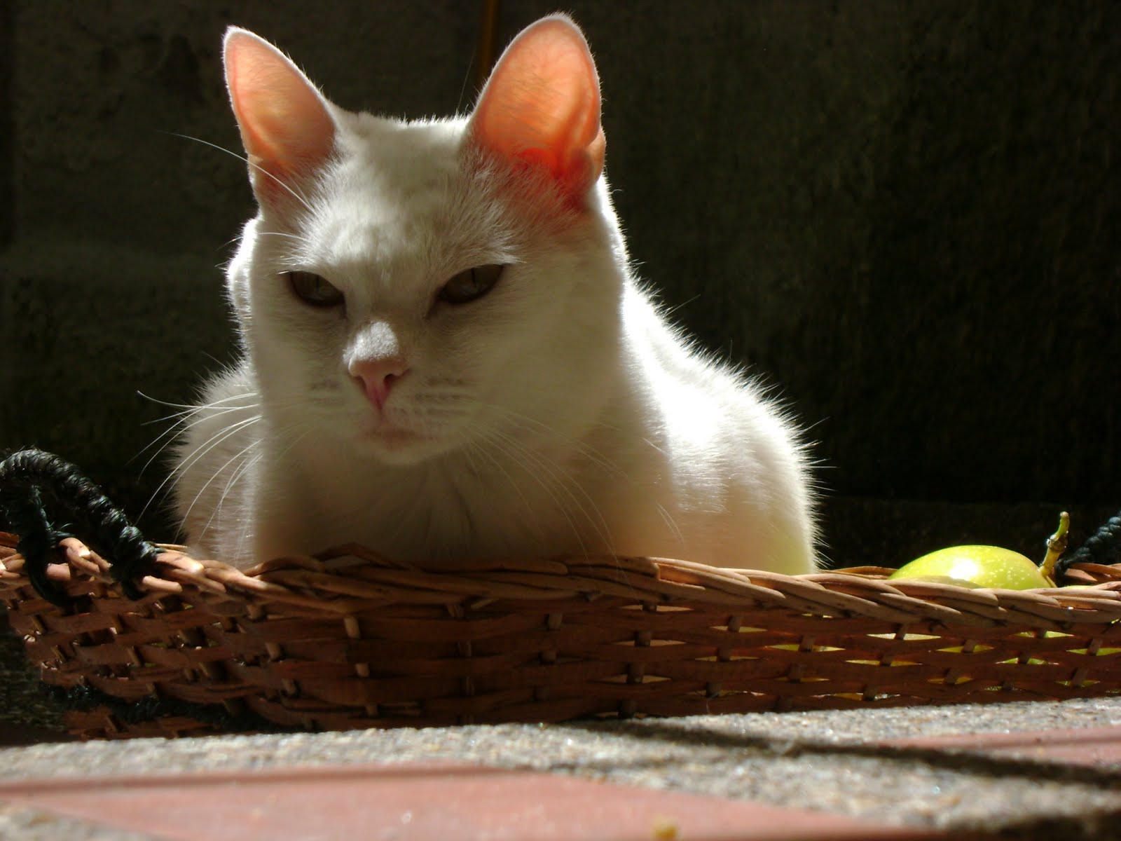 los gatos domesticos