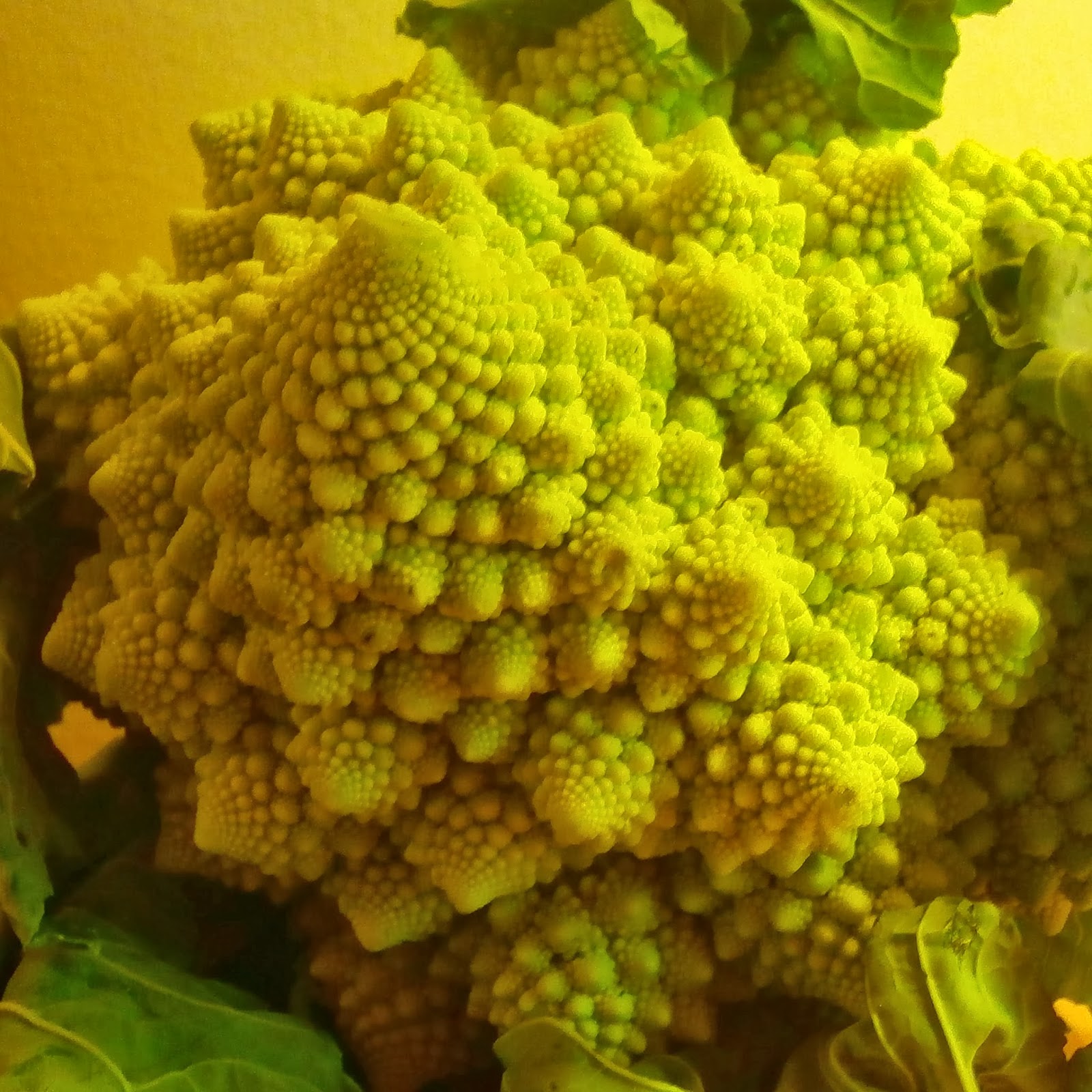 Corfu Blues and Global Views: A Fascinating Romanesco Cauliflower with ...