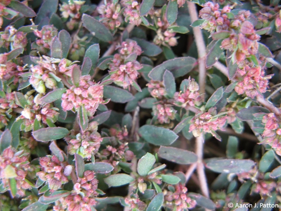 Purdue Turf Tips: Weed of the month for August 2014 is Prostrate Spurge