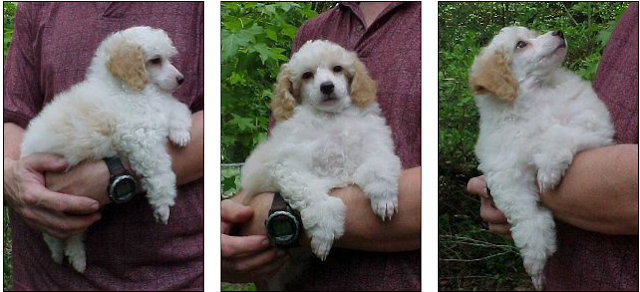 Huxtable The Poodle | Toy Poodle Blog | Parti Poodle: Cream and White ...