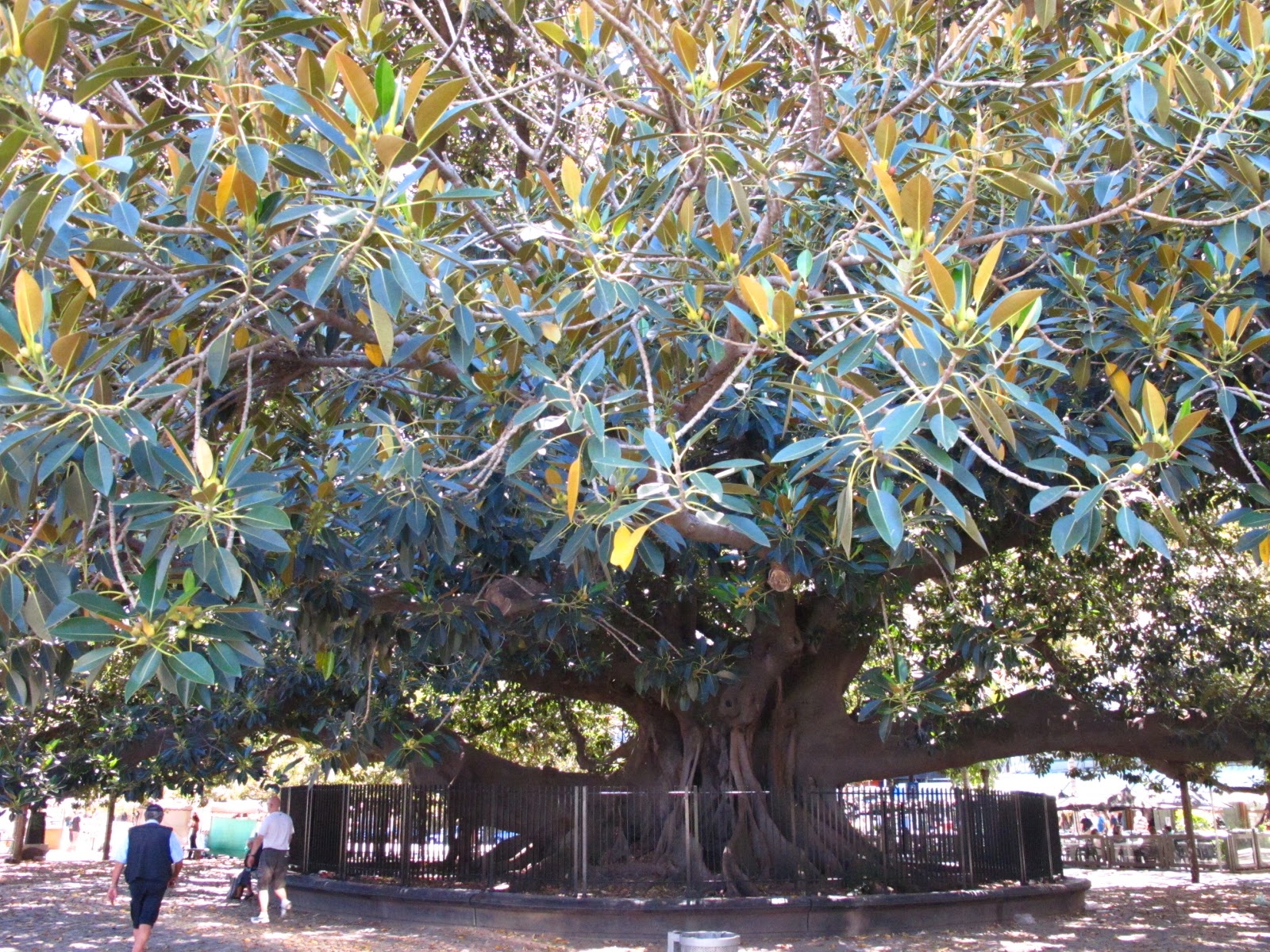 Edificios y Monumentos de Buenos Aires: Ombú Centenario :: Plaza San ...