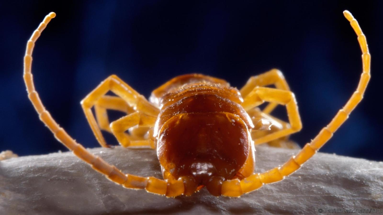 Rosa Rubicondior: Evolution News - Newly-Discovered Centipede is Top ...