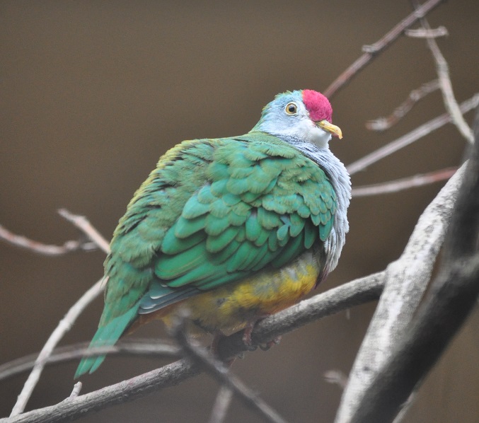 ZOOTOGRAFIANDO (6.100 ANIMALS): TILOPO DE FRENTE ROSADA / BEAUTIFUL ...
