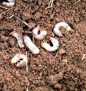 Grain Crops Update: White Grub Damage Evident on Corn.