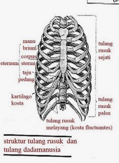 3) Tulang Dada (Sternum) dan TulangRusuk (Costa)