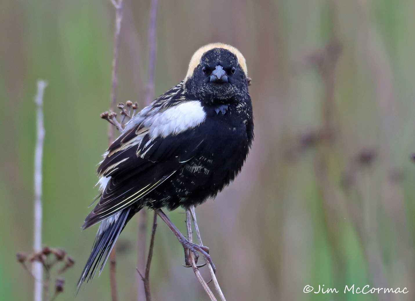 Ohio Birds and Biodiversity: A fortuitous badger encounter!