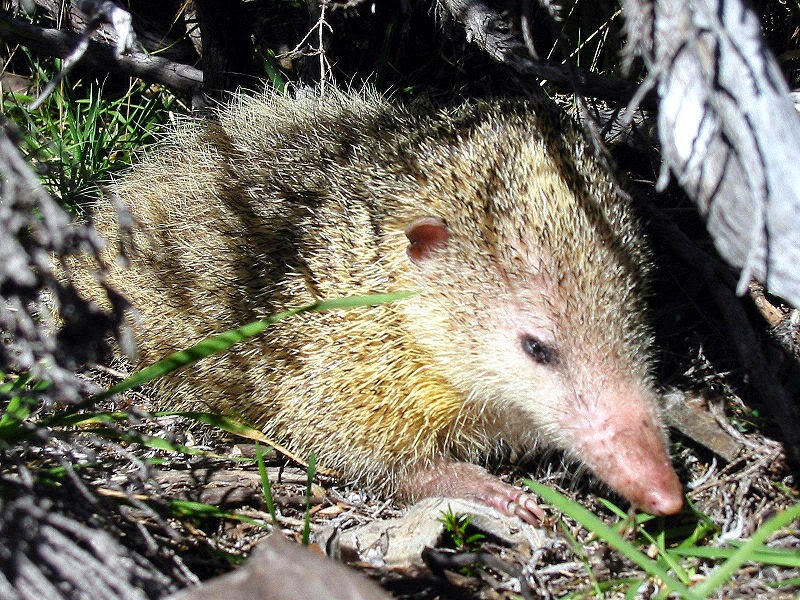 The Evolving Placenta: Plesiorycteropus was a giant tenrec