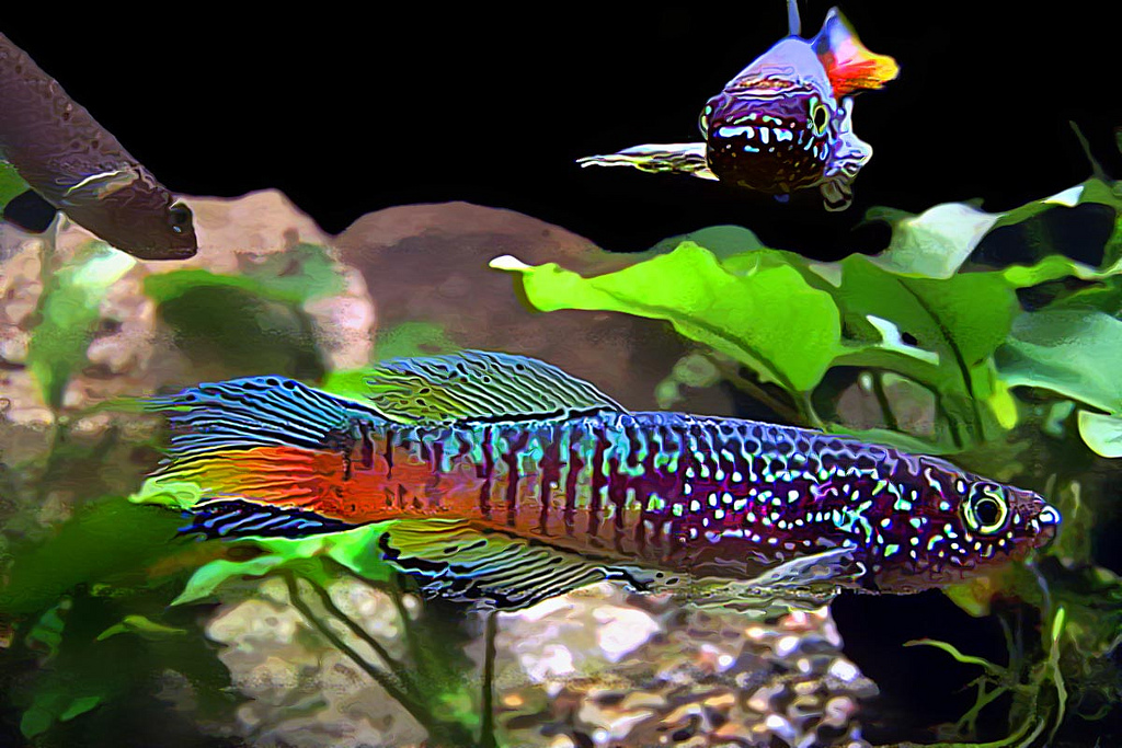 Beautiful Freshwater Fish in the world: Killi Fish ( Nothobranchius )