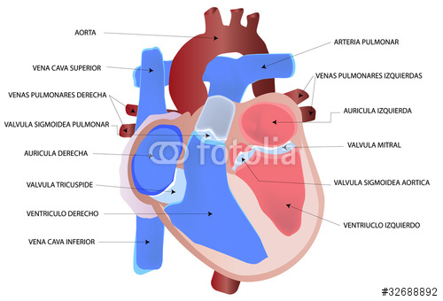 Taller Biología 4.7: Disección de corazón de cerdo (análisis previo)