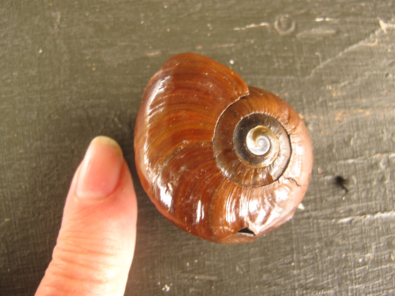 Come, walk with me.: Heaphy Track - day 2 Gouland Downs hut to Saxon Hut