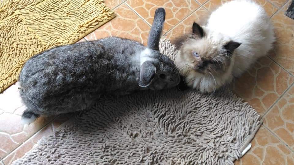 Puput 'Cat' and Bubu 'Rabbit' chatting in the morning