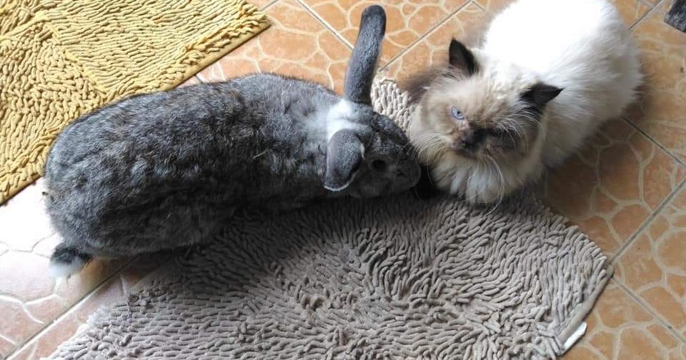 Puput 'Cat' and Bubu 'Rabbit' chatting in the morning