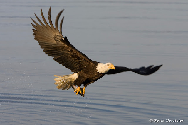Birding Is Fun!: Being Birds - Bon Appetit!