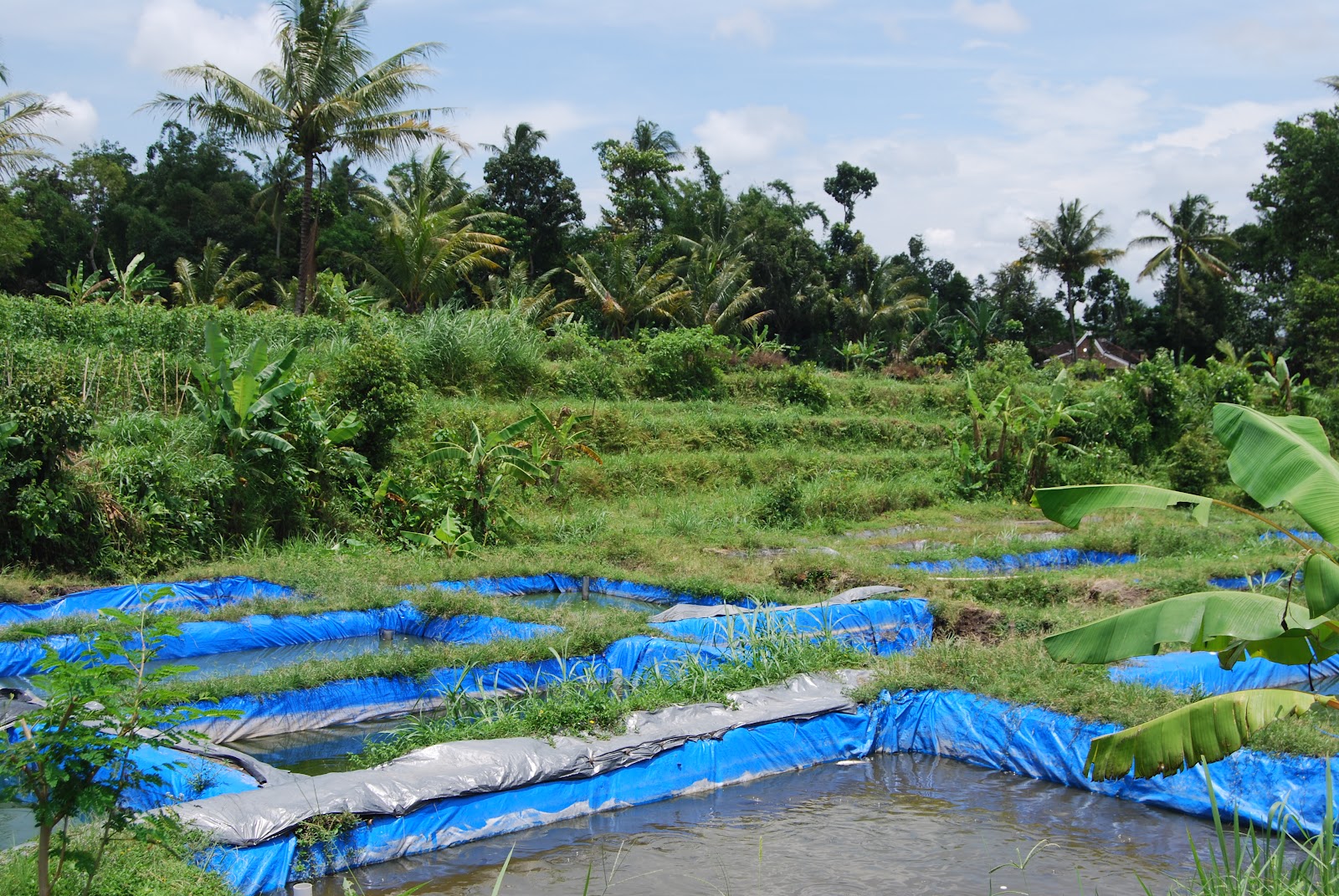Budidaya ikan lele Phyton & Sangkuriang.: MEKANISME KERJASAMA