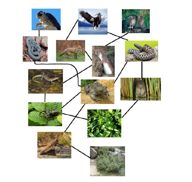Sierra Nevada: FASE 2