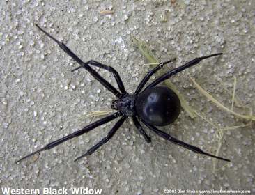 All photos gallery: Black spider, big black spider, black jumping spider