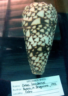 Turning Boholano: The Nova Shell Museum of Bohol