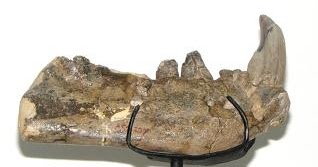 Noticias de Paleontologia: Arminiheringia auceta, un gran depredador ...
