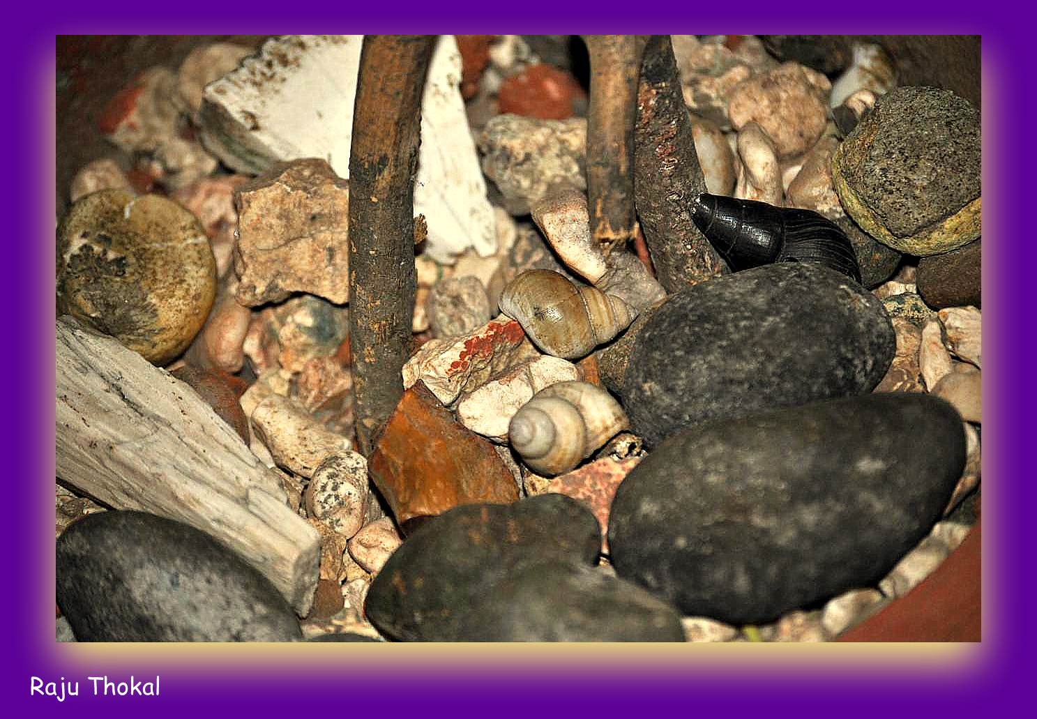 शिवस्पंदन युवा: Parashar Agritourism, Rajuri, Tal Junnar (Pune)