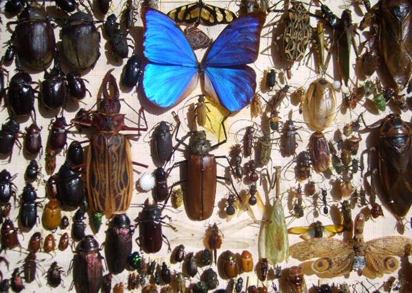 Blog do Edu Ambiental: Dezembro 2010