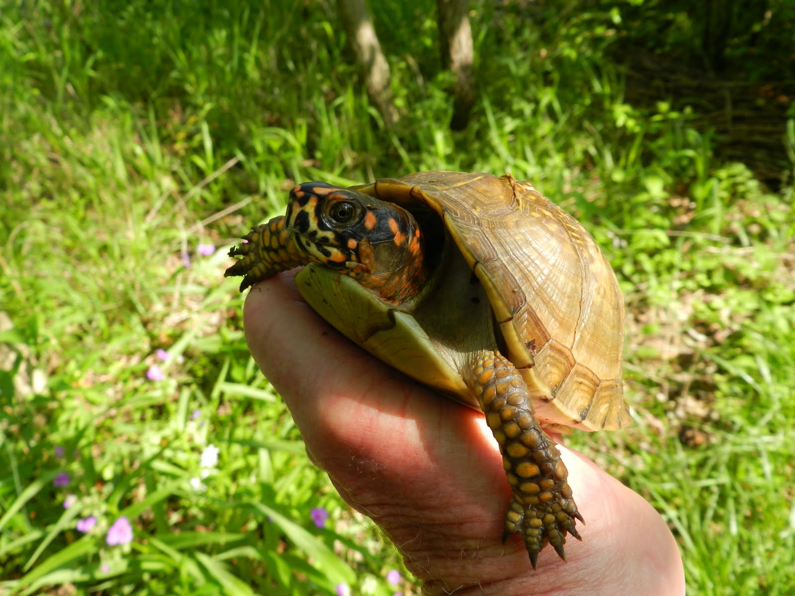 aubunique: Male box turtle on the prowl at World Peace Wetland Prairie