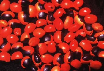 BISUTERIA WARAWA: SEMILLAS DE TAGUA Y HUAYRURO