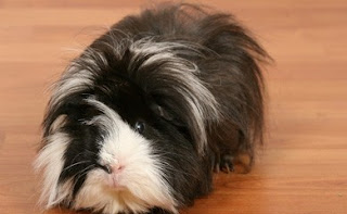 animali e natura : cavia peruviana - animali domestici