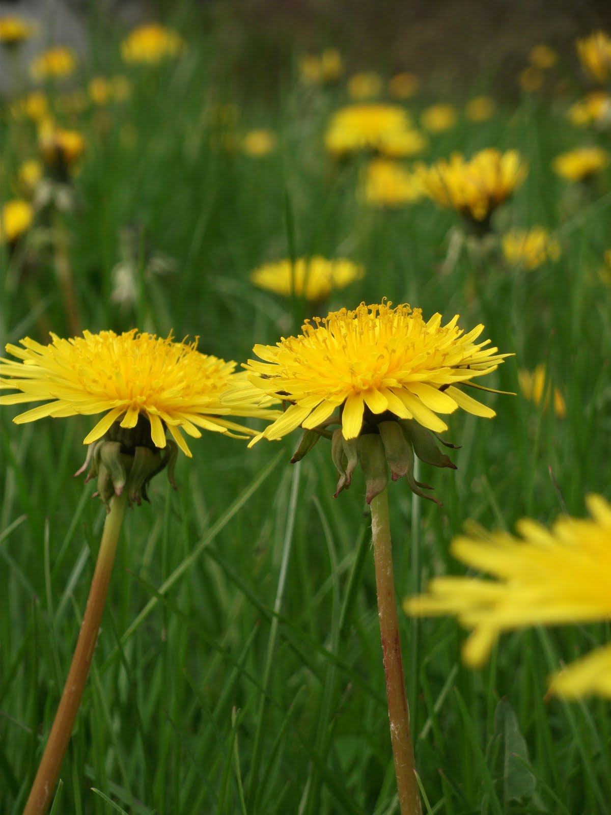 moonroot: My Lawn is Full of Dandelions